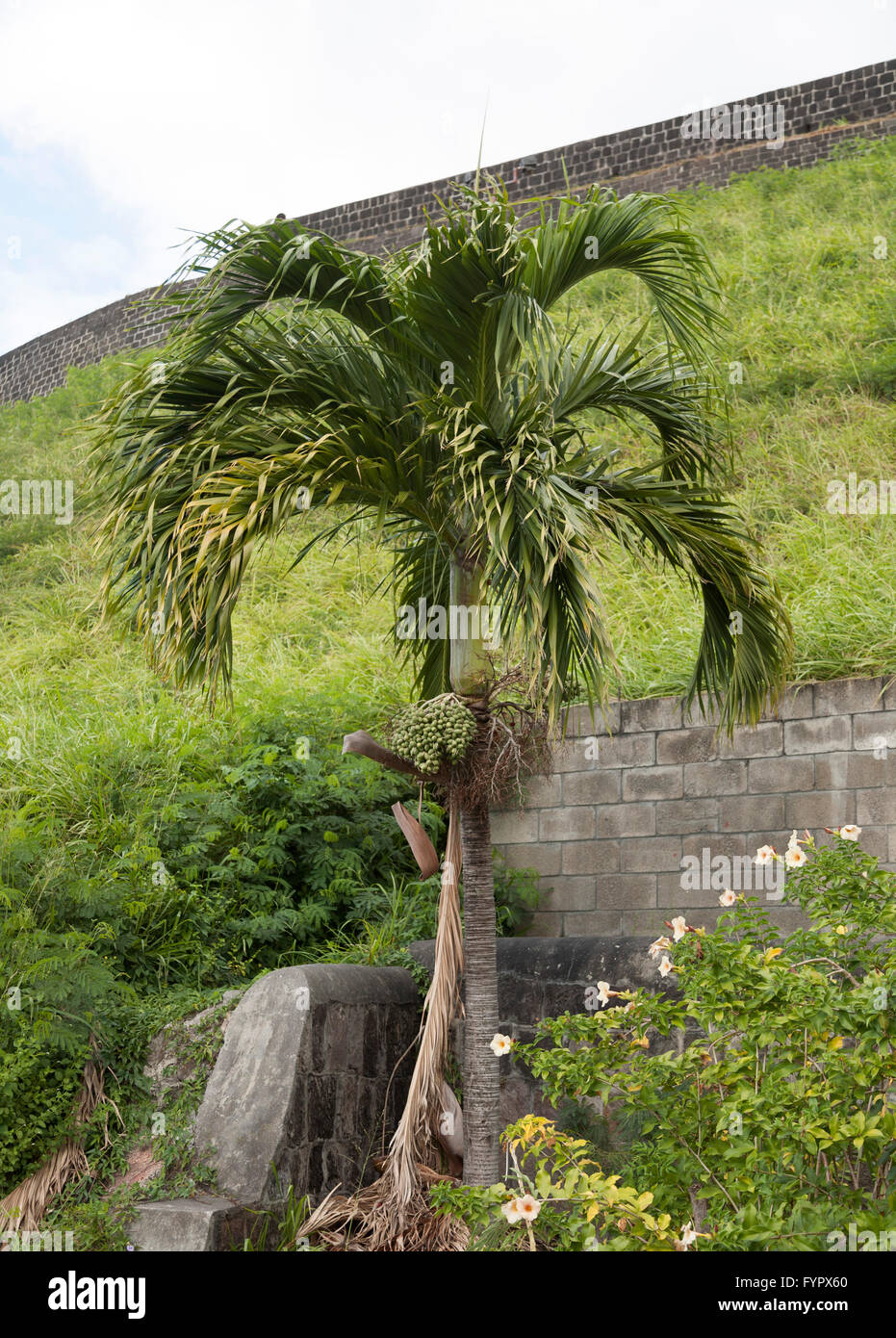 Palm tree on side road hi-res stock photography and images - Alamy