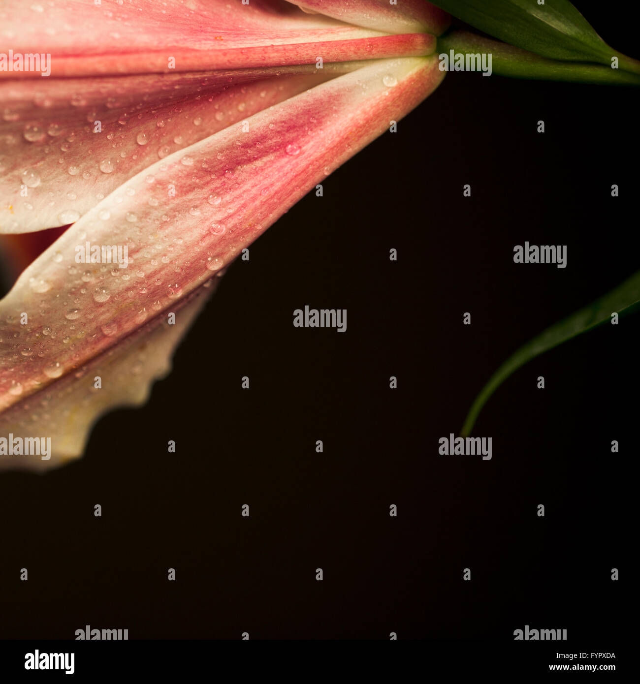 detail shot of a lily flower Stock Photo - Alamy