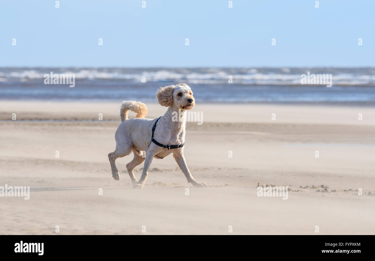 Apricot coloured Labradoodle dog running on a windswept sandy beach ...