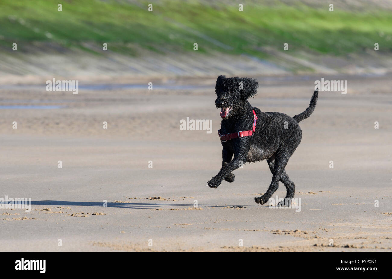 Are Labradoodles Good Running Dogs