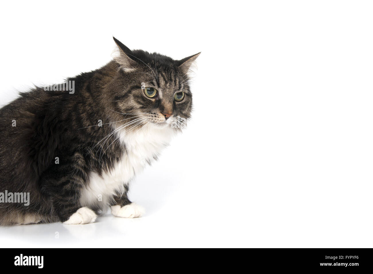 Cat looking to the left hi-res stock photography and images - Alamy