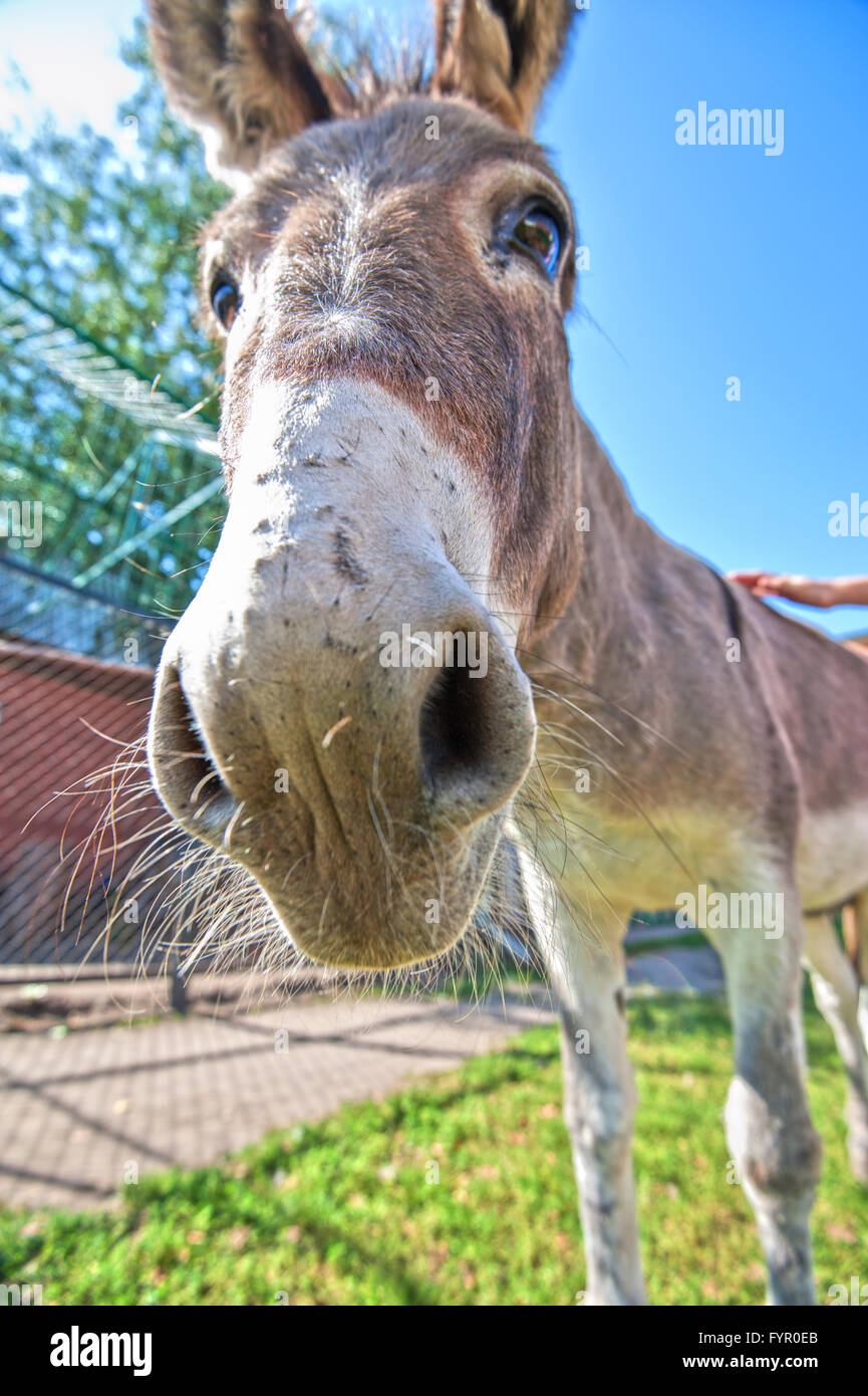 Donkey closeup portrait Stock Photo - Alamy