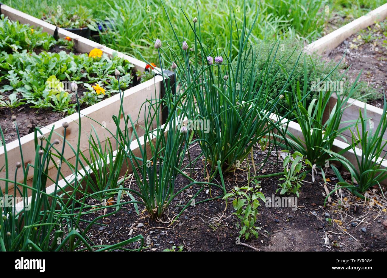Raised bed garden hi-res stock photography and images - Alamy