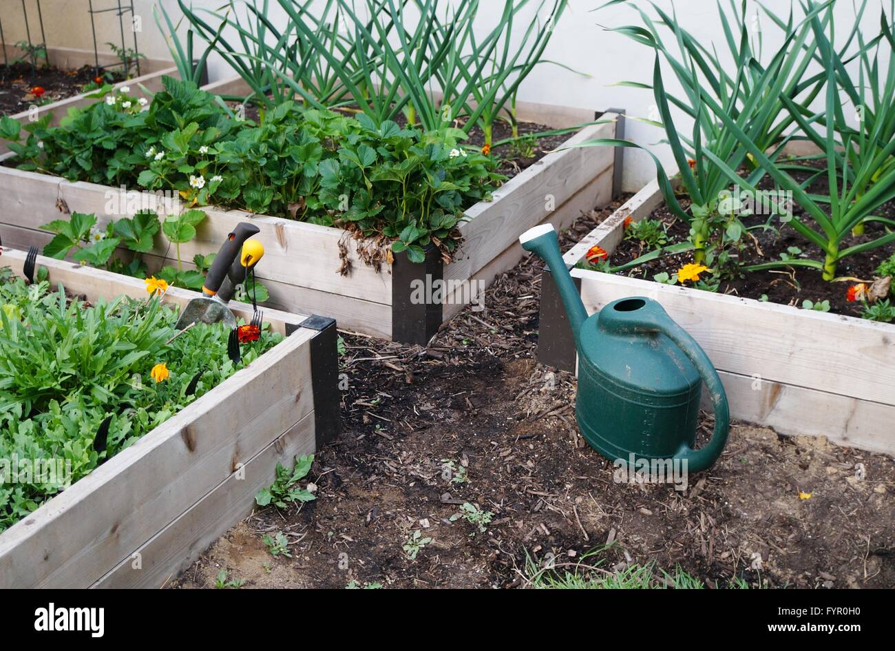Raised bed vegetable garden in spring Stock Photo - Alamy