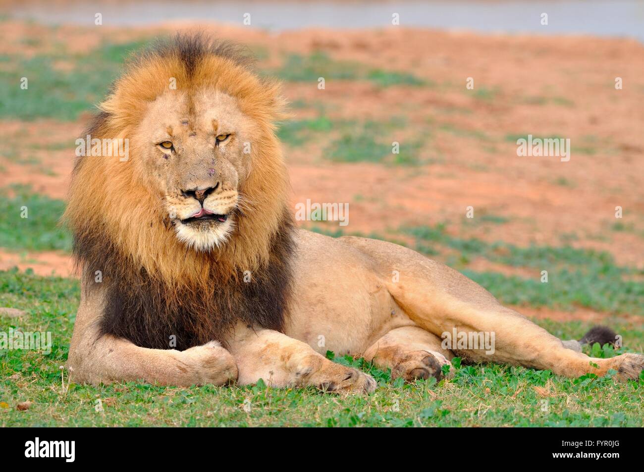Lion and elephant hi-res stock photography and images - Alamy