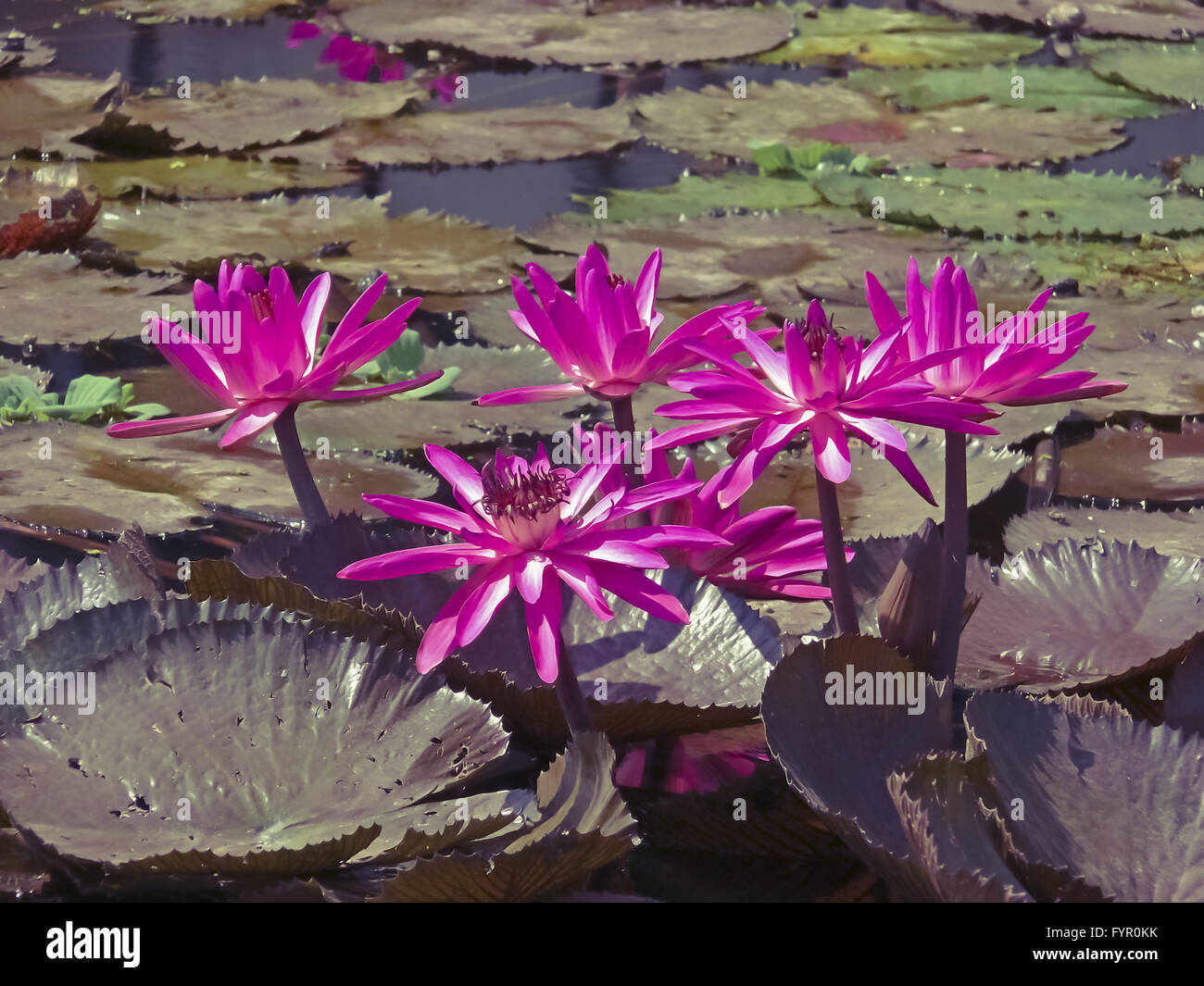 Nymphaea odorata hi-res stock photography and images - Alamy