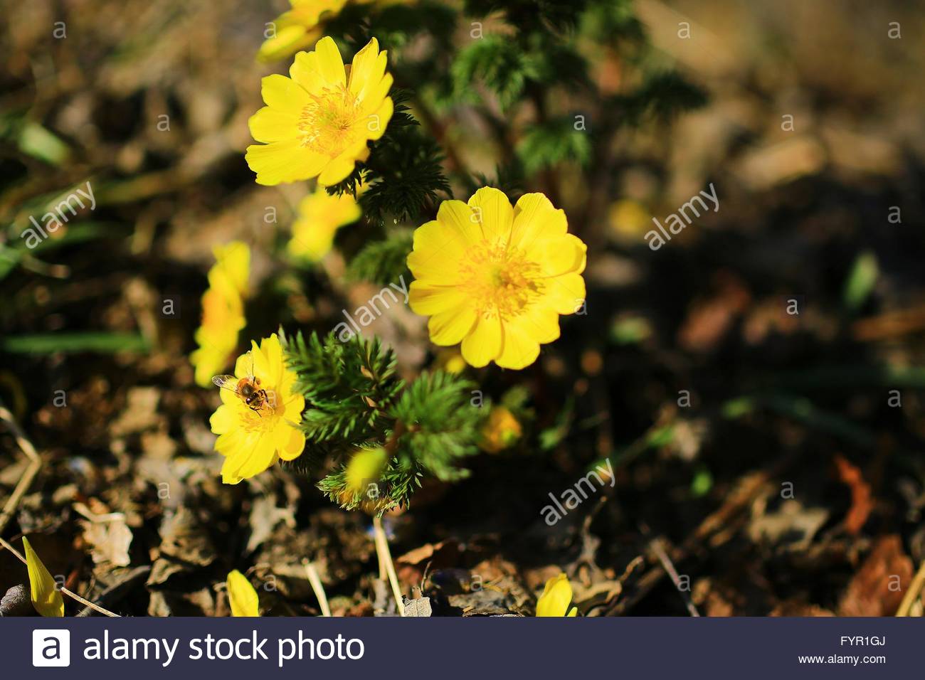 Amurensis Stock Photos & Amurensis Stock Images - Alamy