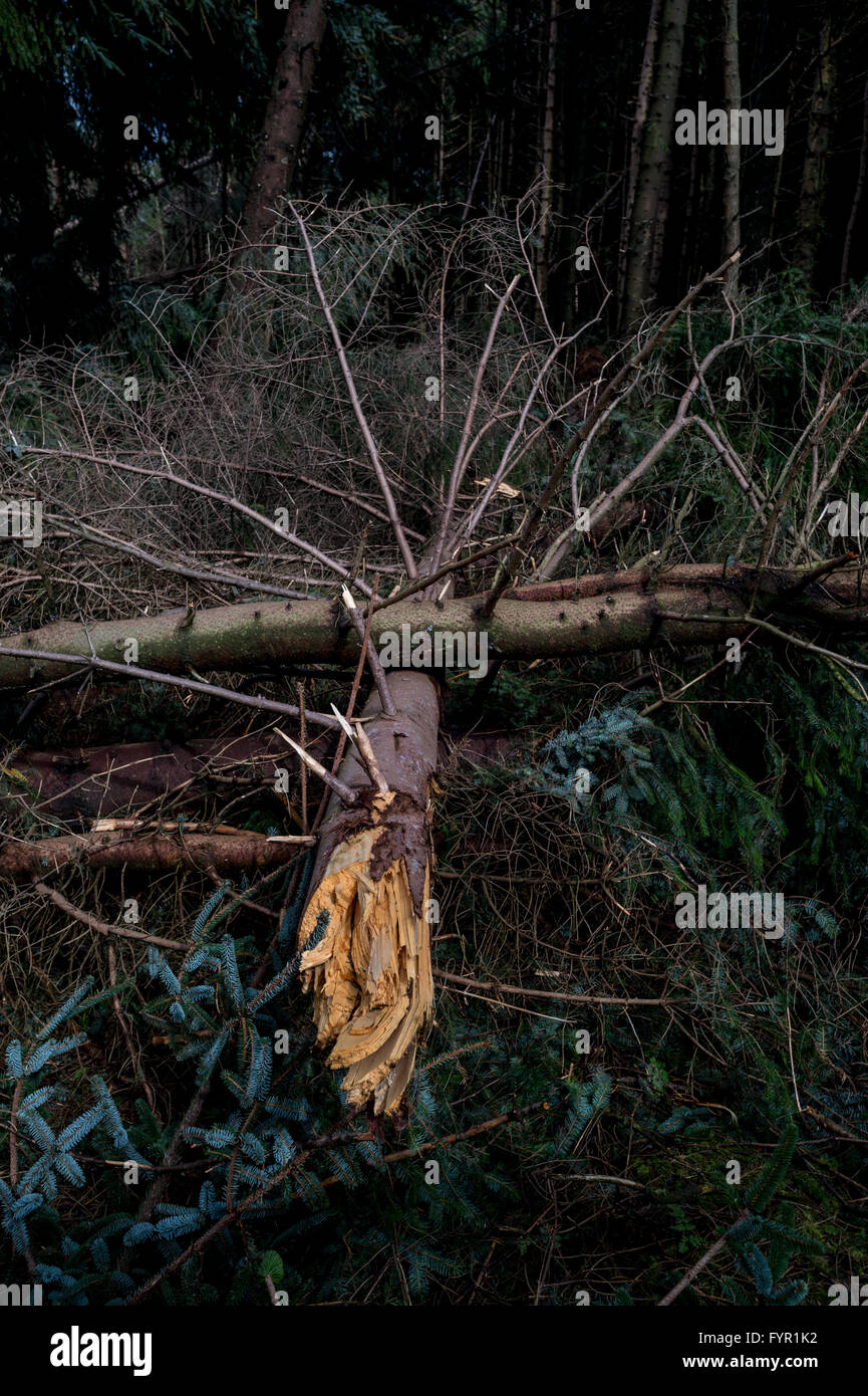 Pine trees damaged in a recent storm Stock Photo - Alamy