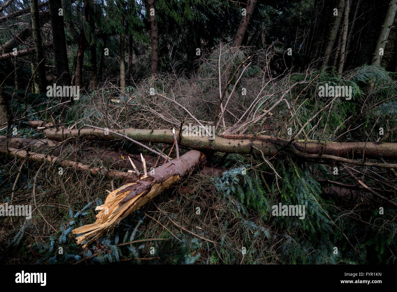 Wind damaged pine tree trunk hi-res stock photography and images - Alamy