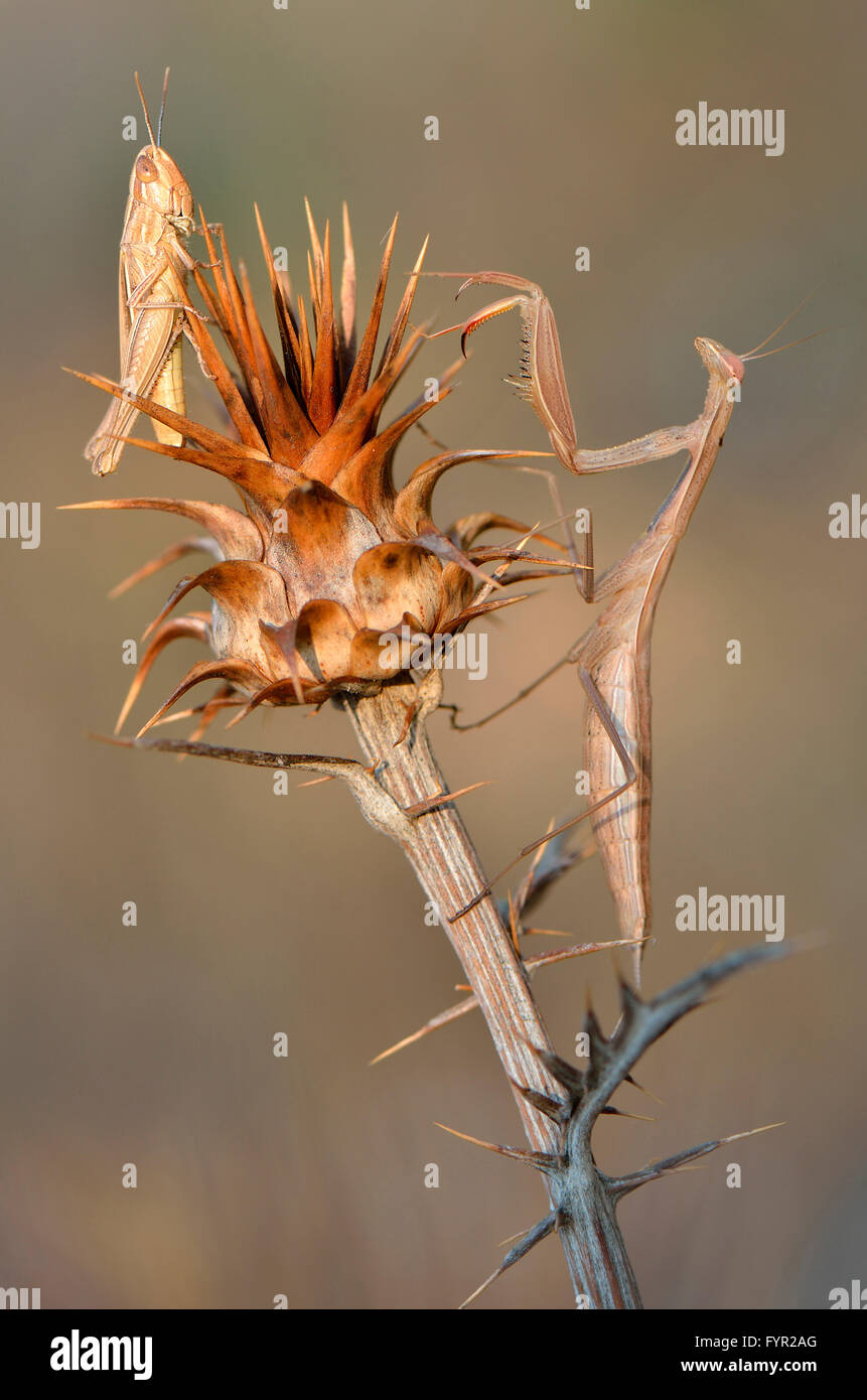 Religiosa sp hi-res stock photography and images - Alamy
