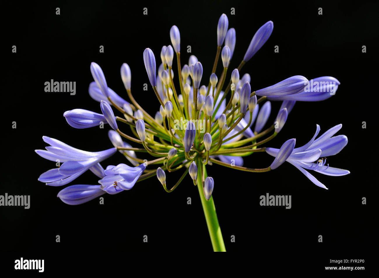 Inflorescence lily hi-res stock photography and images - Alamy