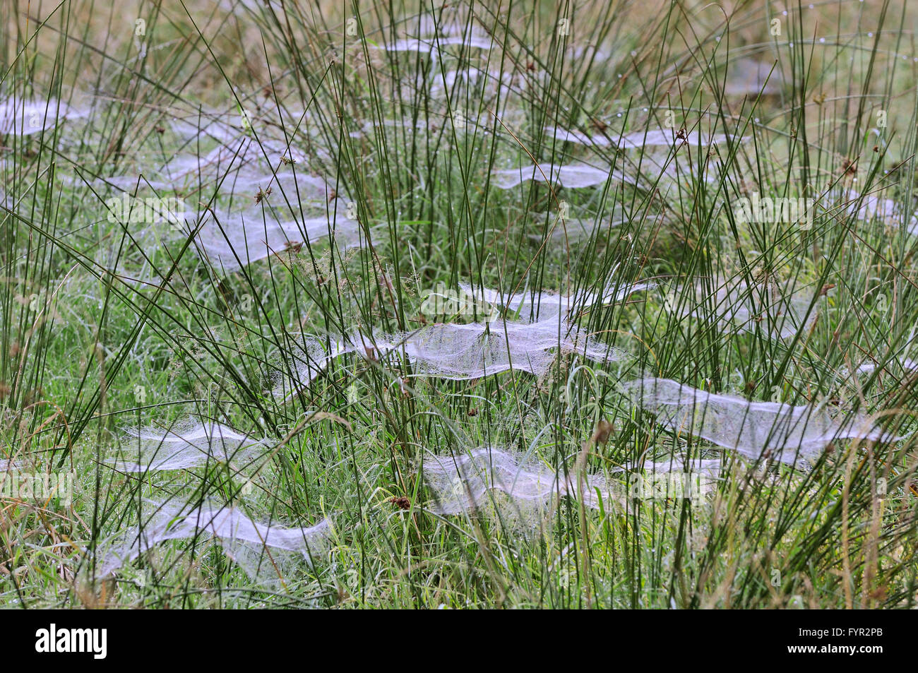 Compact rush juncus conglomeratus hi-res stock photography and images ...