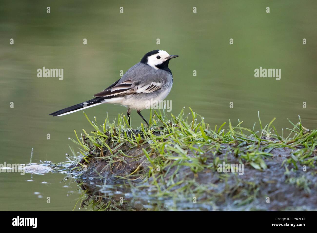 White wagtail (Motacilla alba) by water, Hesse, Germany Stock Photo - Alamy