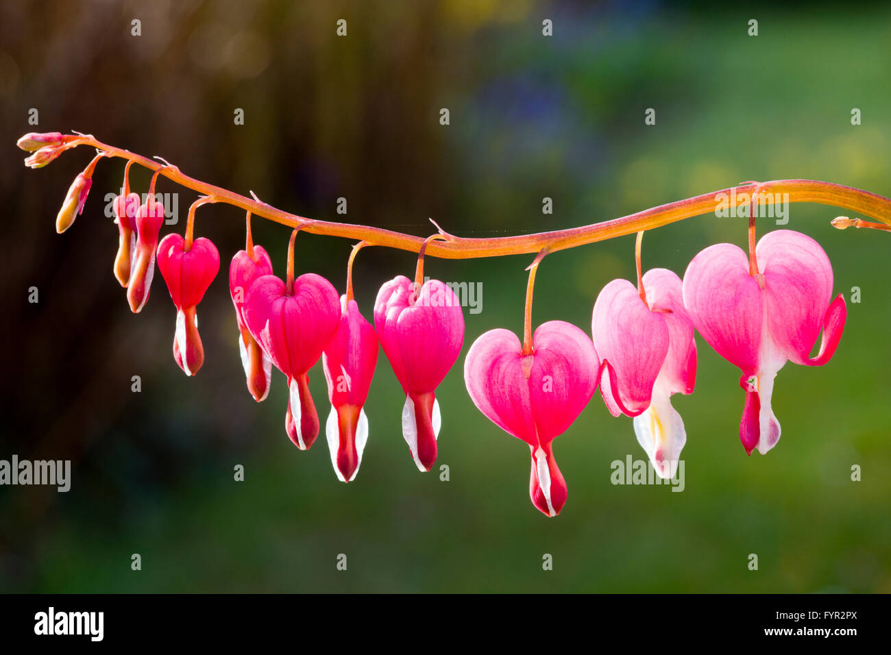 Old fashioned bleeding heart hi-res stock photography and images - Alamy
