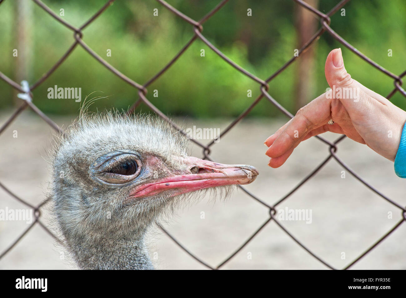 Woman hand and ostrich Stock Photo - Alamy