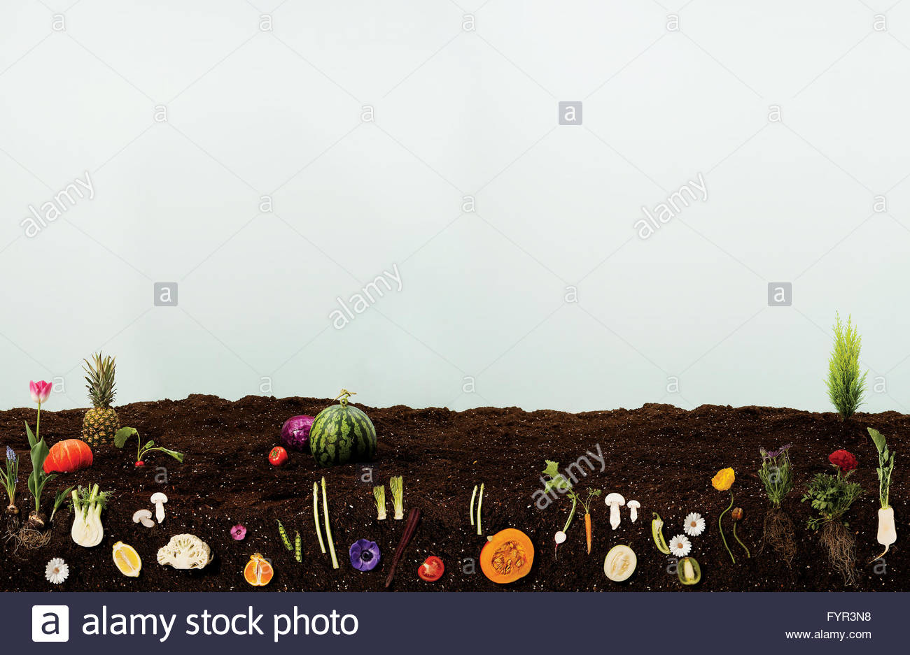Flower Cross Section Stock Photos & Flower Cross Section Stock Images ...