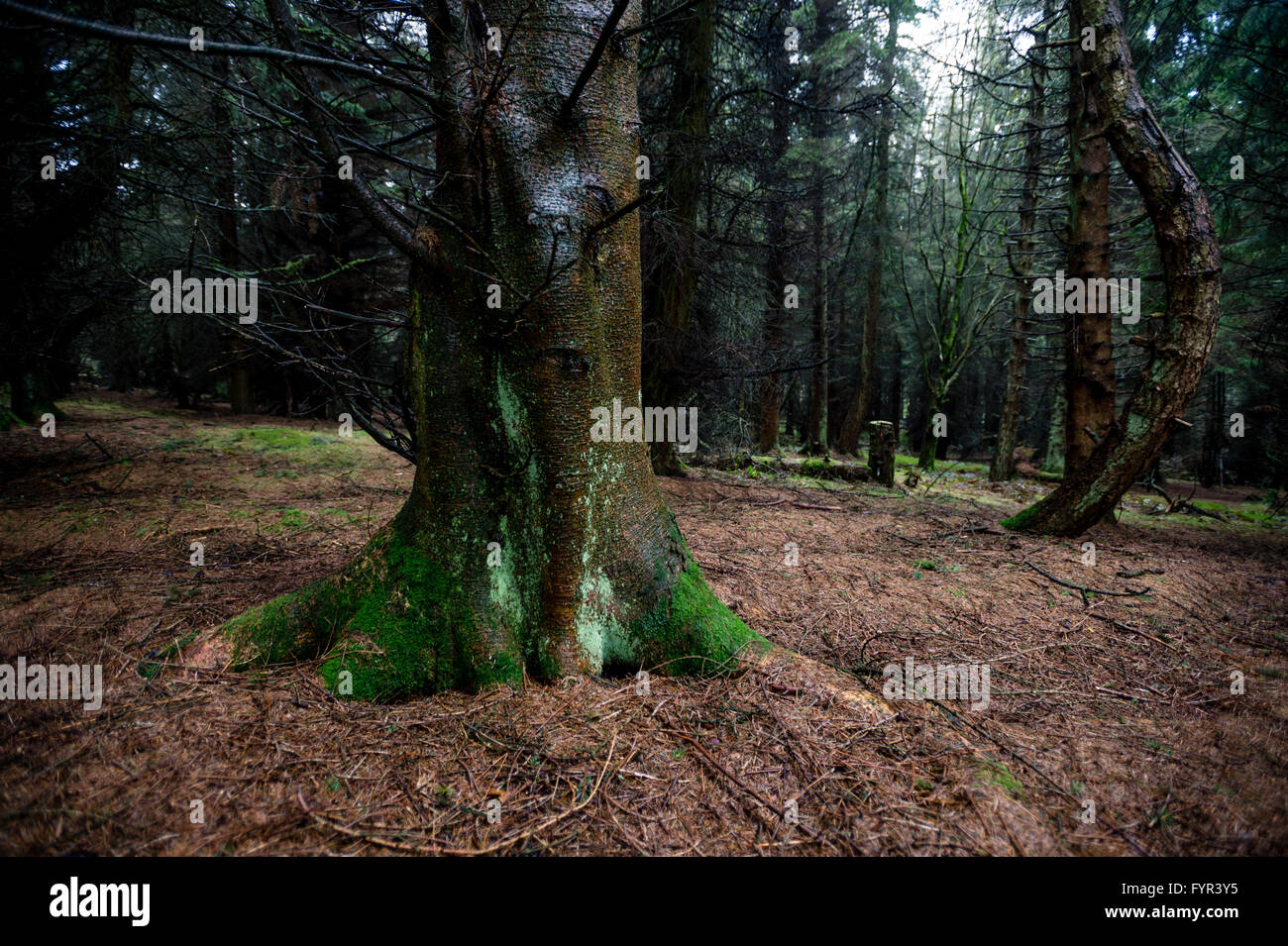 Deciduous Beech tree covered in moss Stock Photo - Alamy