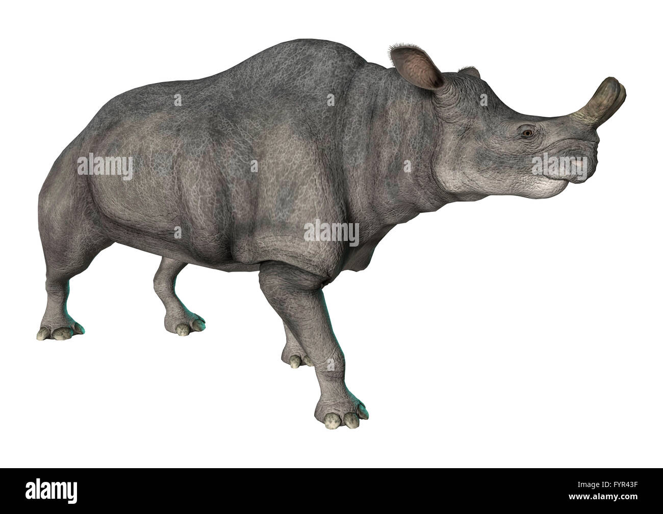3D rendering of a walking Brontotherium isolated on white background ...
