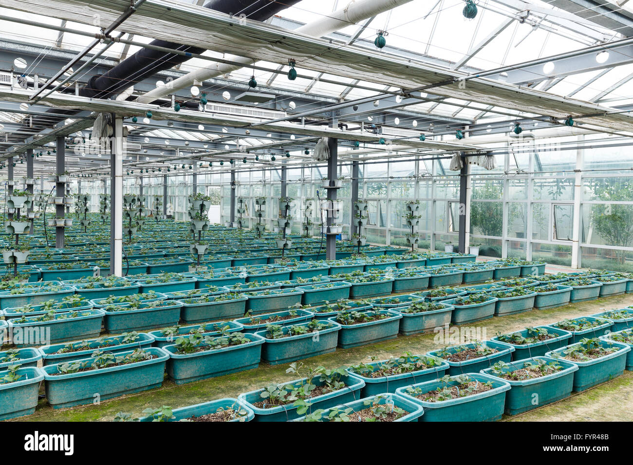 Interior vegetable greenhouse hi-res stock photography and images - Alamy