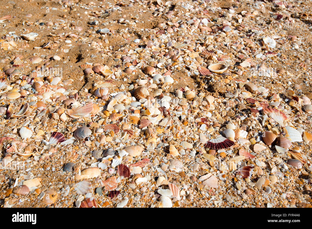 Sea shells in sand Stock Photo - Alamy