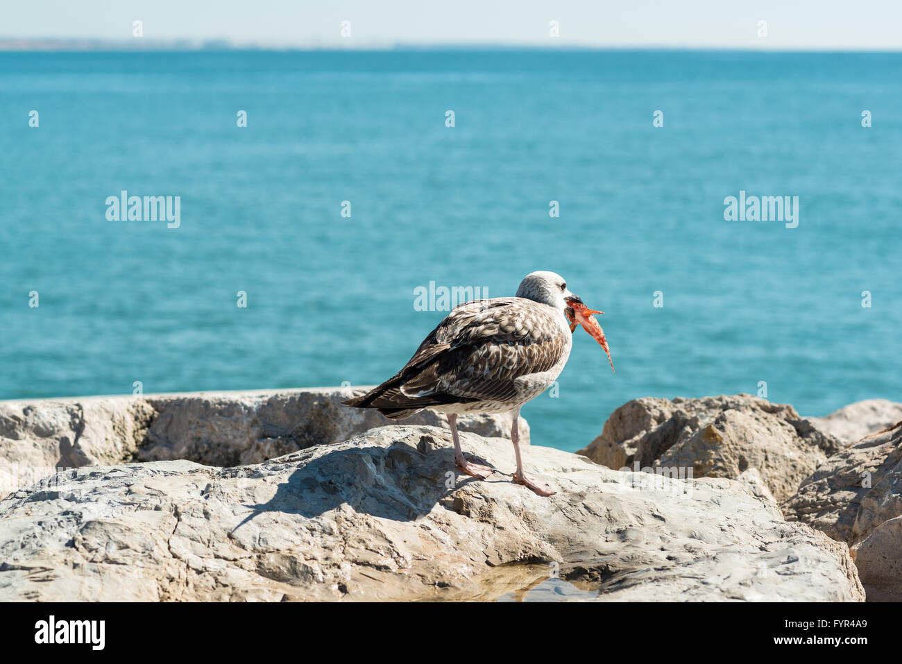 Seagull eating fish Stock Photo - Alamy