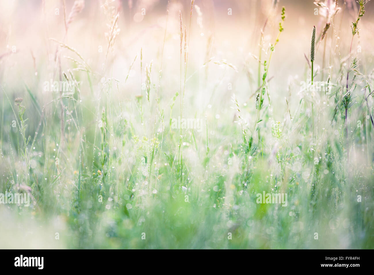 Summer meadow background Stock Photo - Alamy