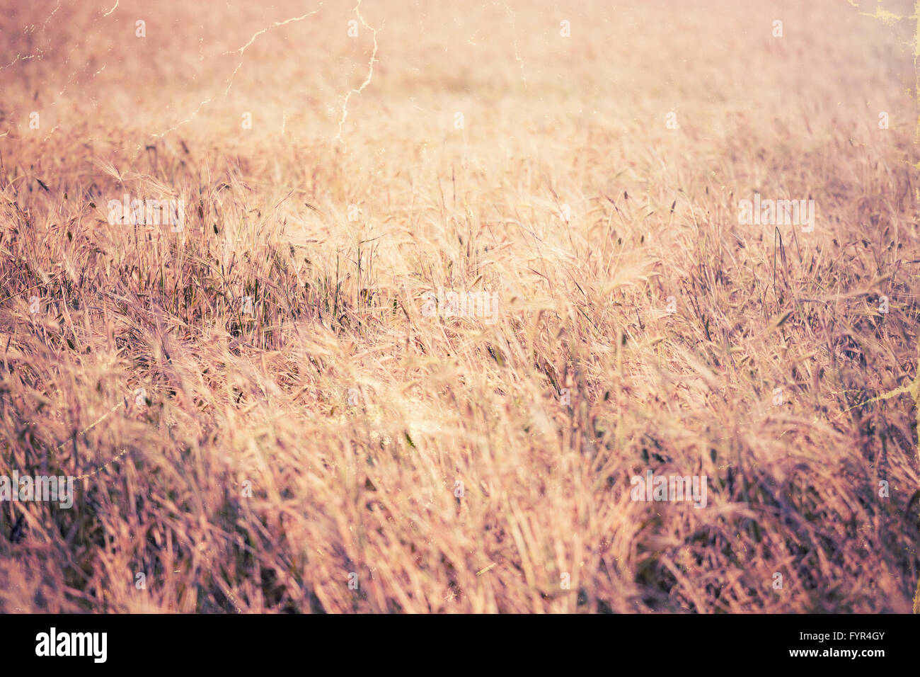 Vintage field background hi-res stock photography and images - Alamy