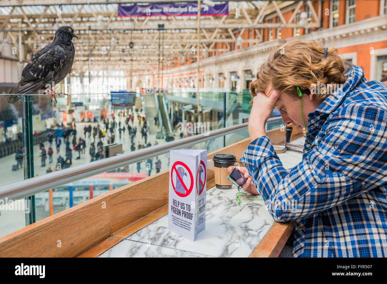 Pigeons are undeterred by the no pigeon policy at Benugos cafe on the ...