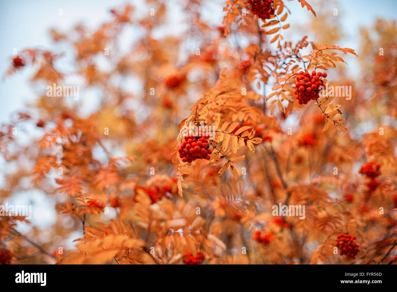 rowan-tree with rowanberry Stock Photo - Alamy
