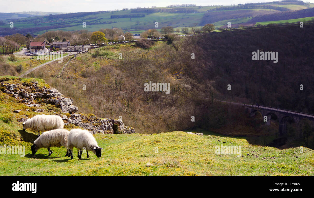 sheep at Millers Dale Peak District National Park, Derbyshire walk ...