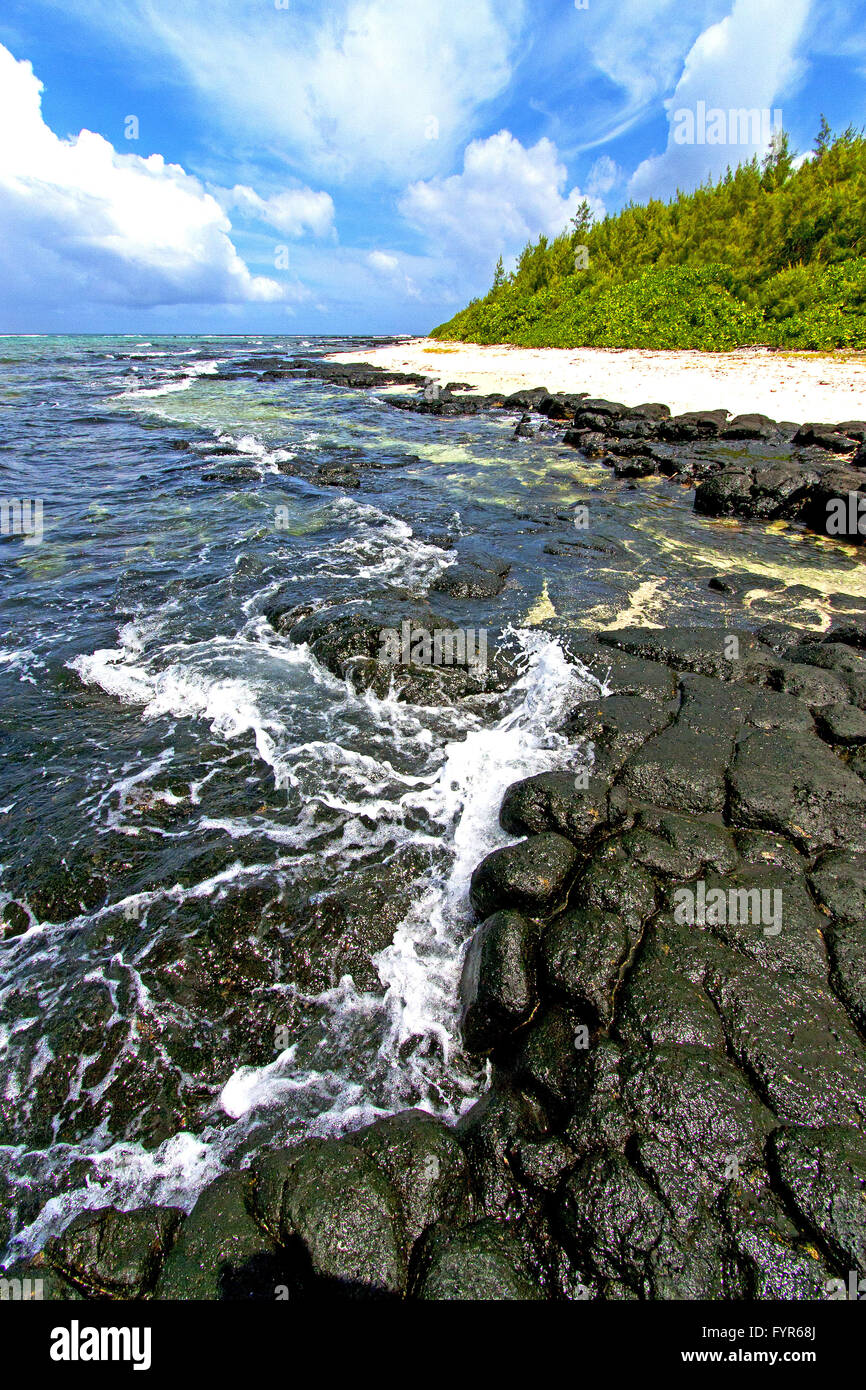 the zanzibar beach seaweed in indian ocean rock Stock Photo - Alamy