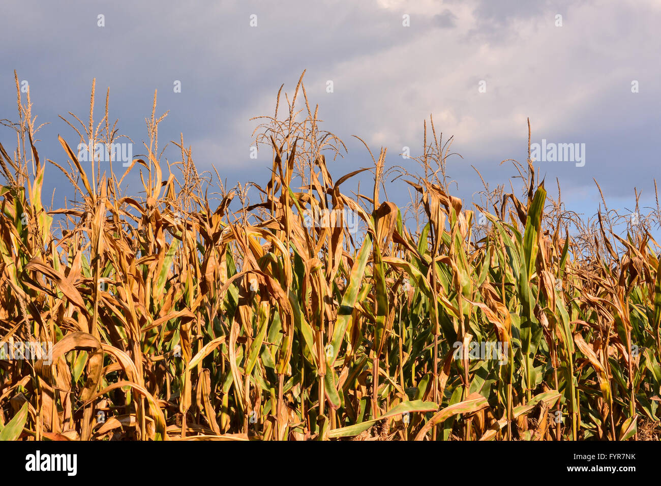 Corn Plant Background Stock Photo - Alamy