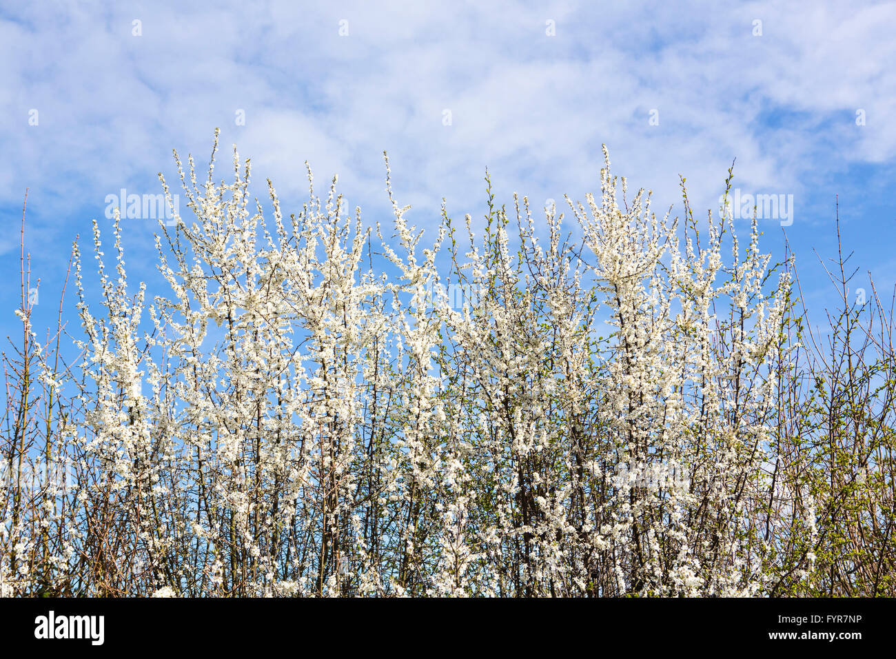 Tiny white flowers on a hedgerow thorn bush in the spring sunshine ...