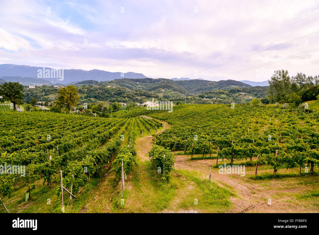 Prosecco vineyard hi-res stock photography and images - Alamy