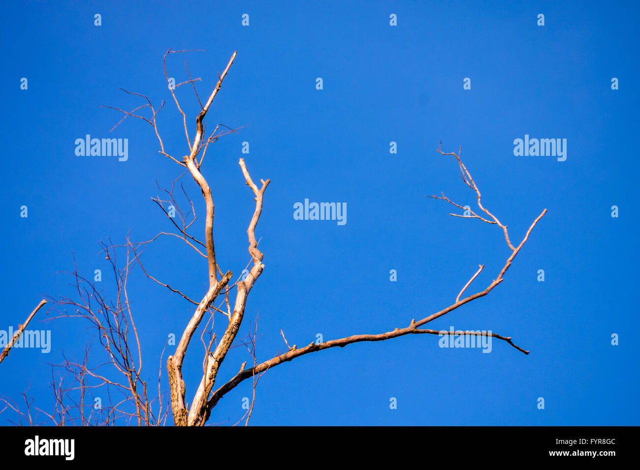 Single old and dead tree branch Stock Photo - Alamy