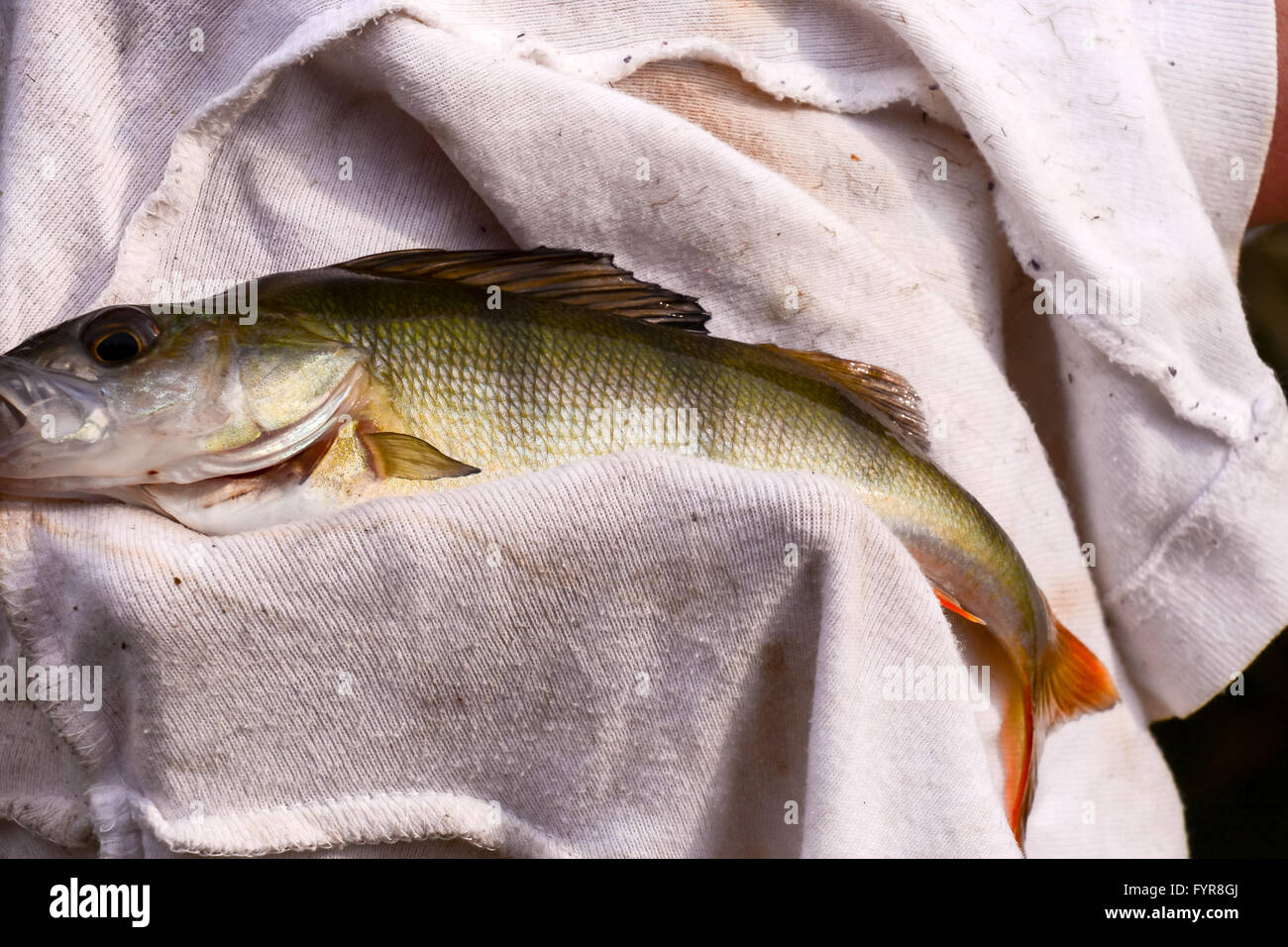 Catched fish hi-res stock photography and images - Alamy
