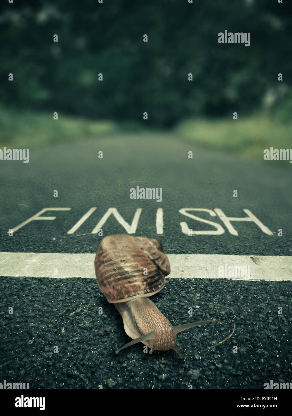 Snail going over the finish line, Concept Stock Photo - Alamy
