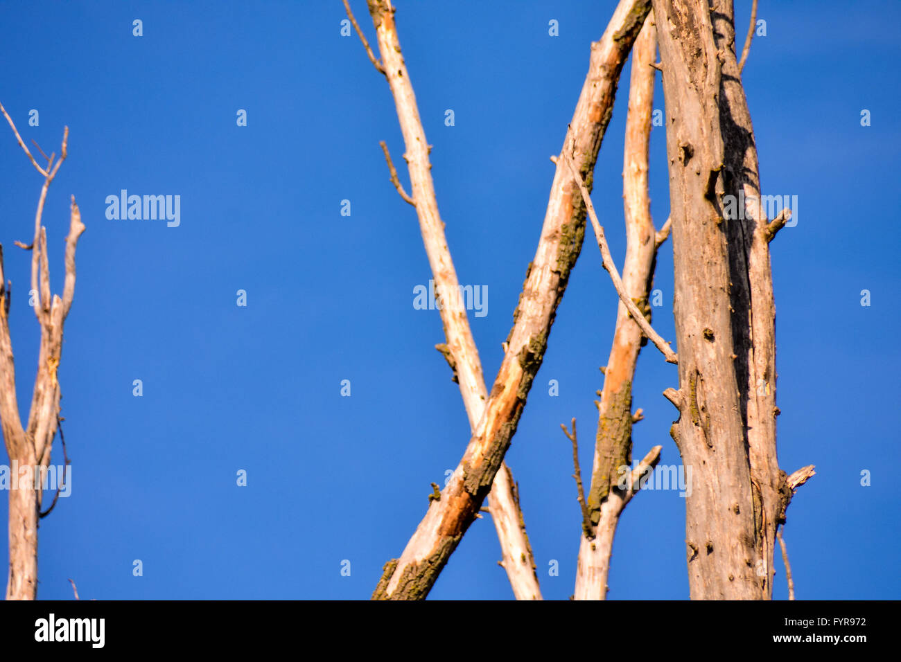 Dead tree branch hi-res stock photography and images - Alamy