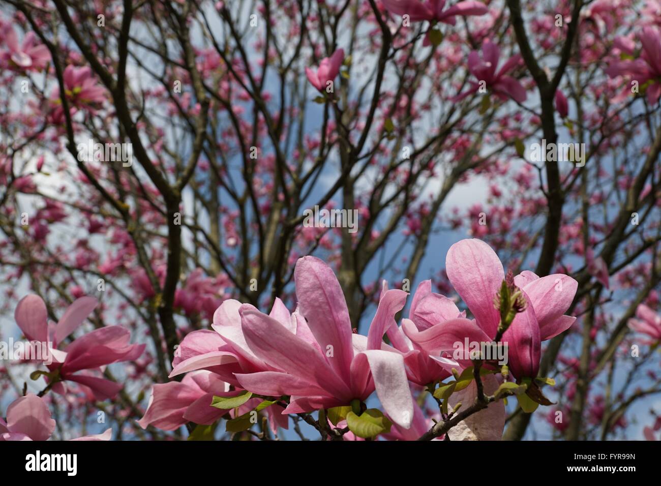 Magnolia In Sun High Resolution Stock Photography and Images - Alamy