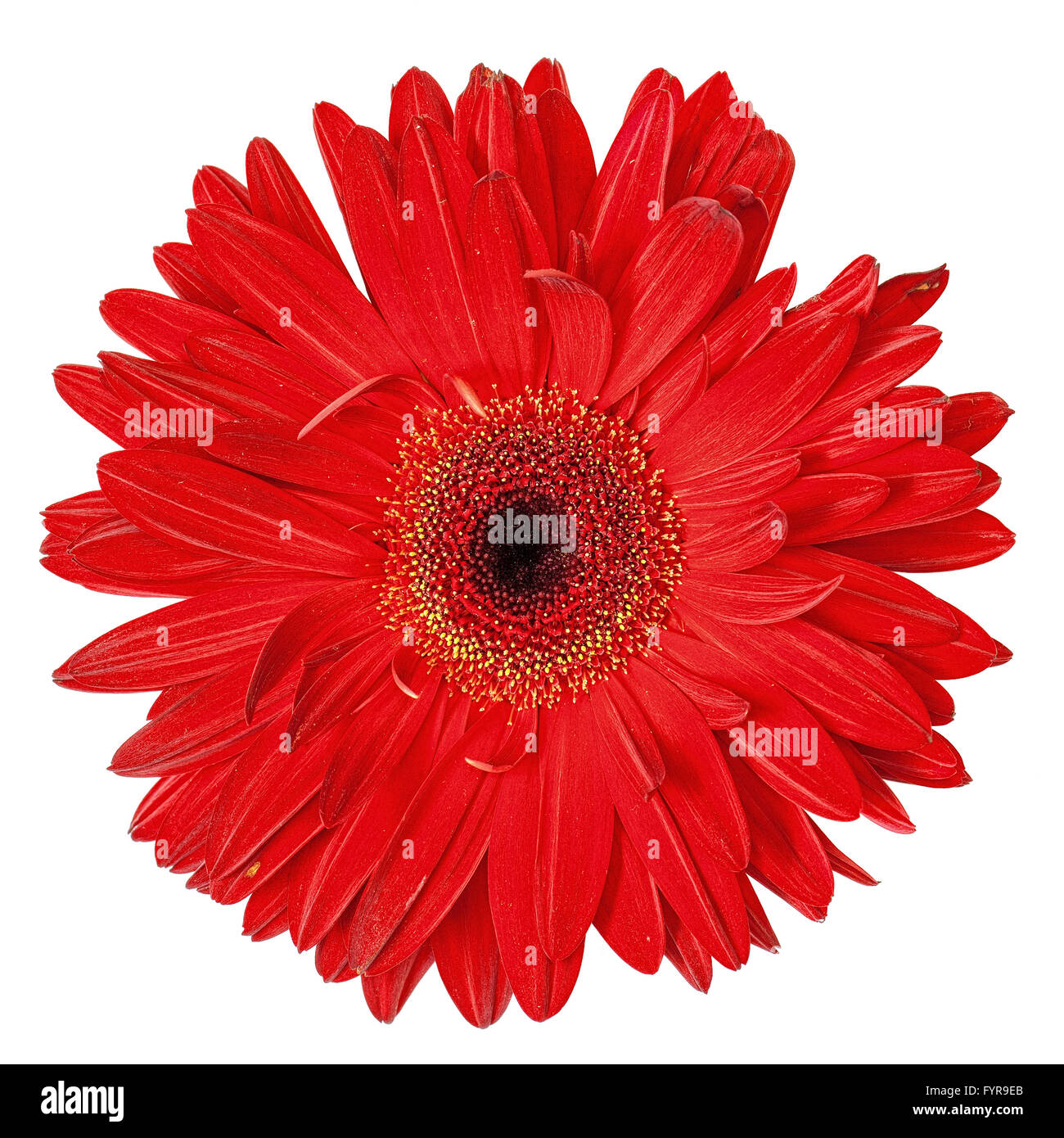 Red Gerbera Flower Isolated Stock Photo - Alamy