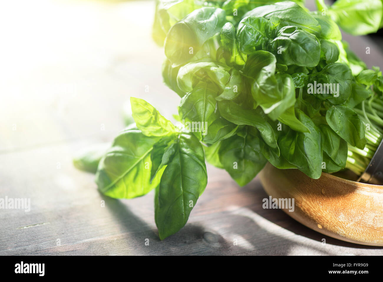 Fresh organic basil Stock Photo - Alamy