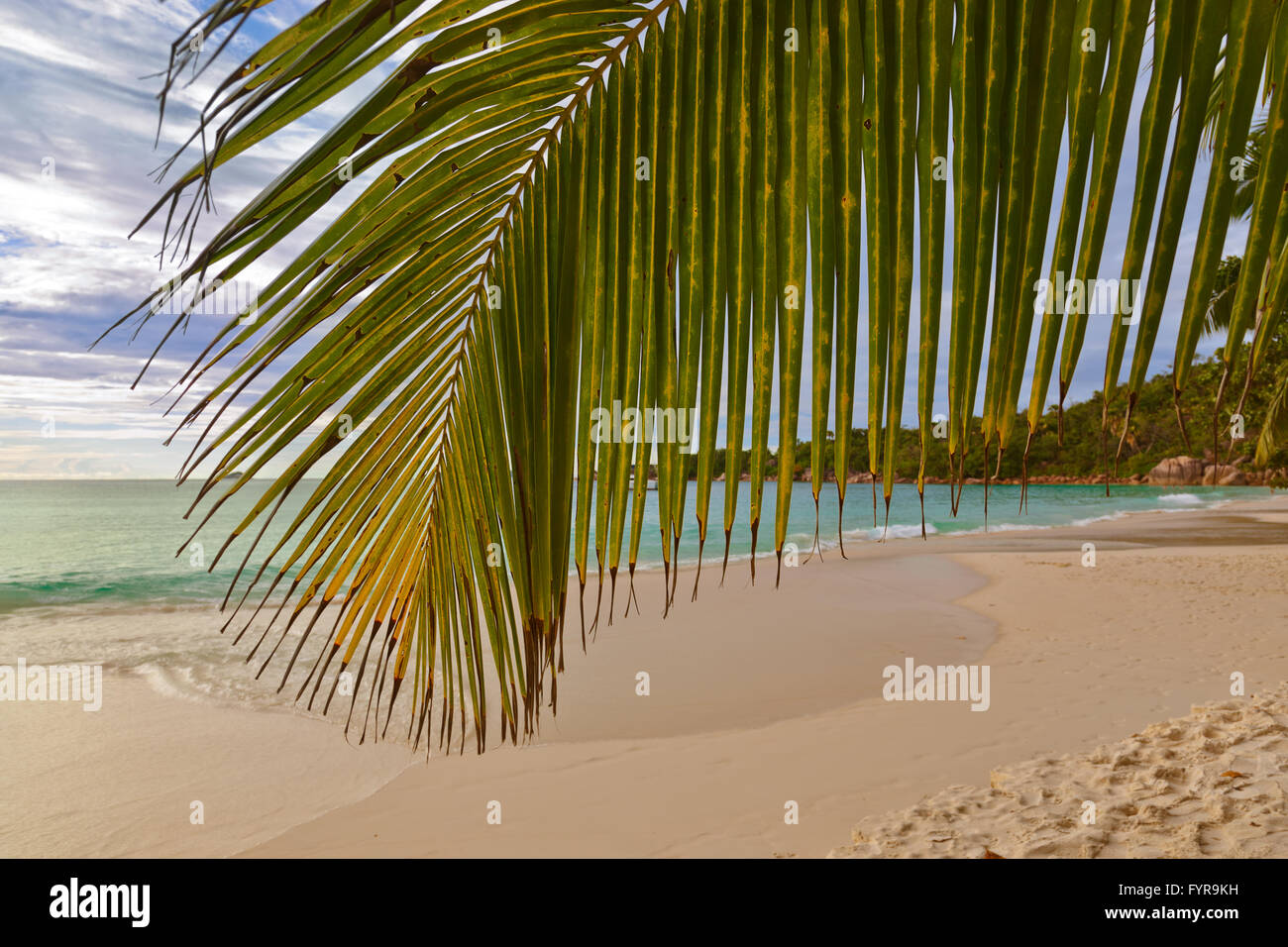 Palm leaf and tropical beach Stock Photo - Alamy