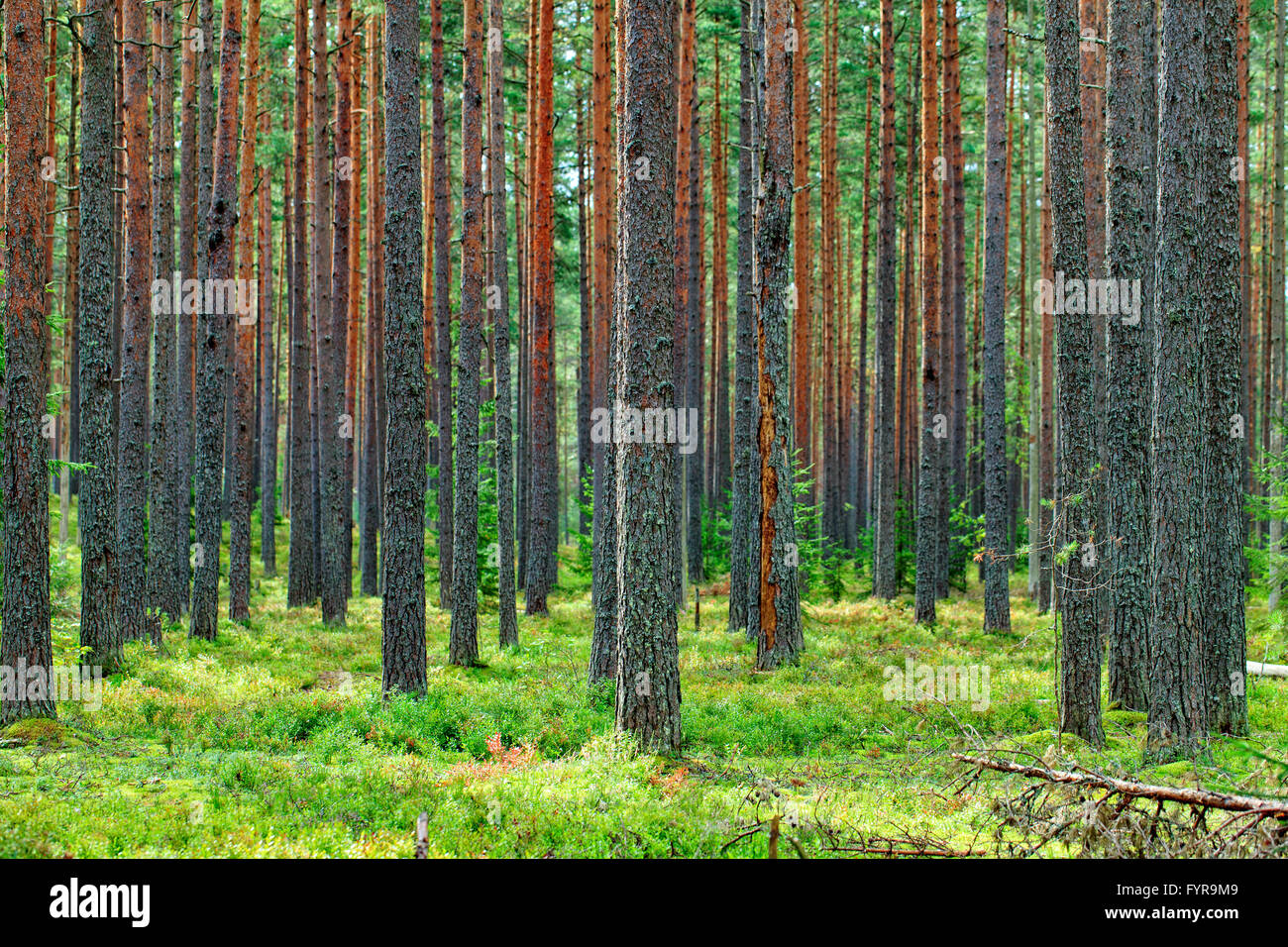Fresh Green Pine Forest Backdrop Stock Photo - Alamy