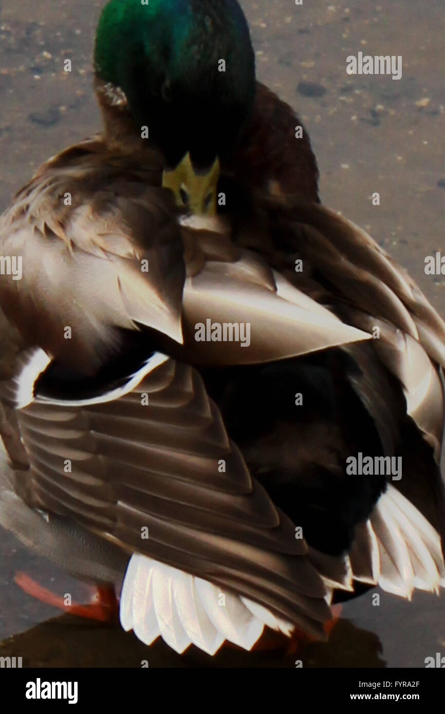 mallard duck brian mcguire Stock Photo - Alamy