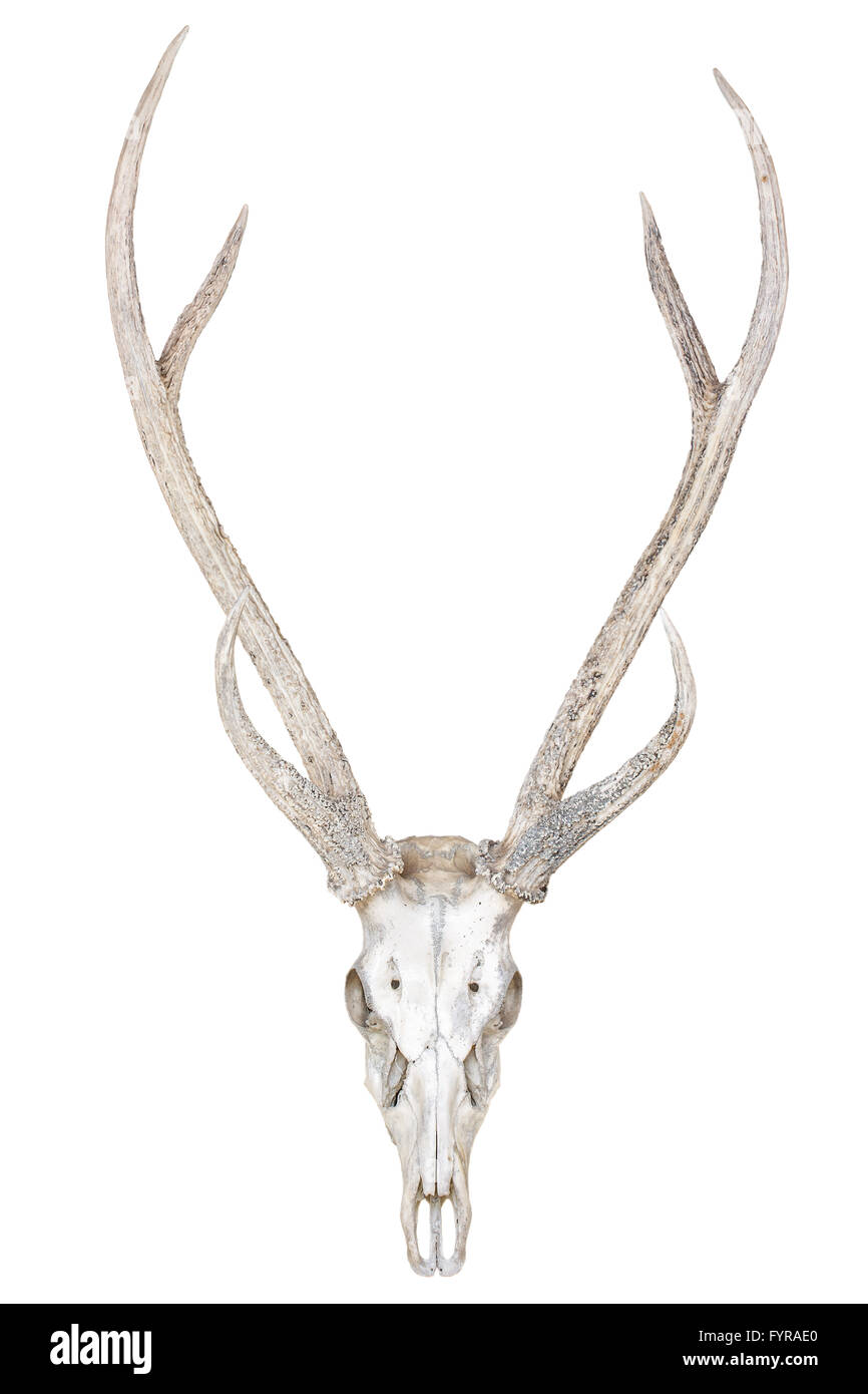 Deer Skeleton Front View