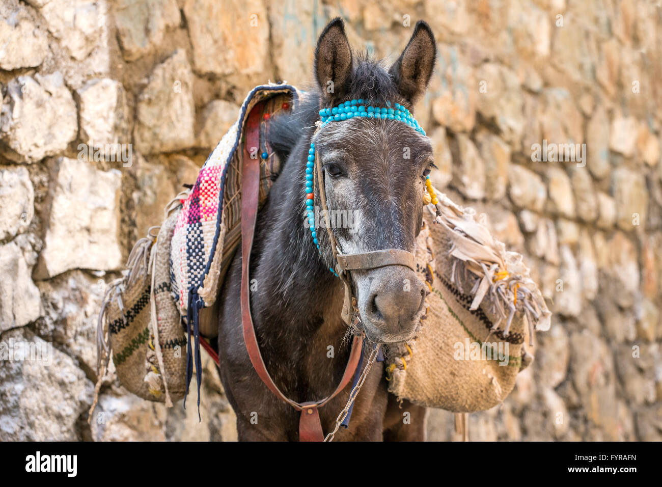 Working dunkey hi-res stock photography and images - Alamy