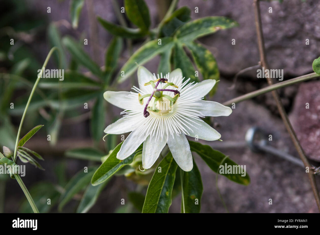 Passiflora passifloraceae hi-res stock photography and images - Alamy