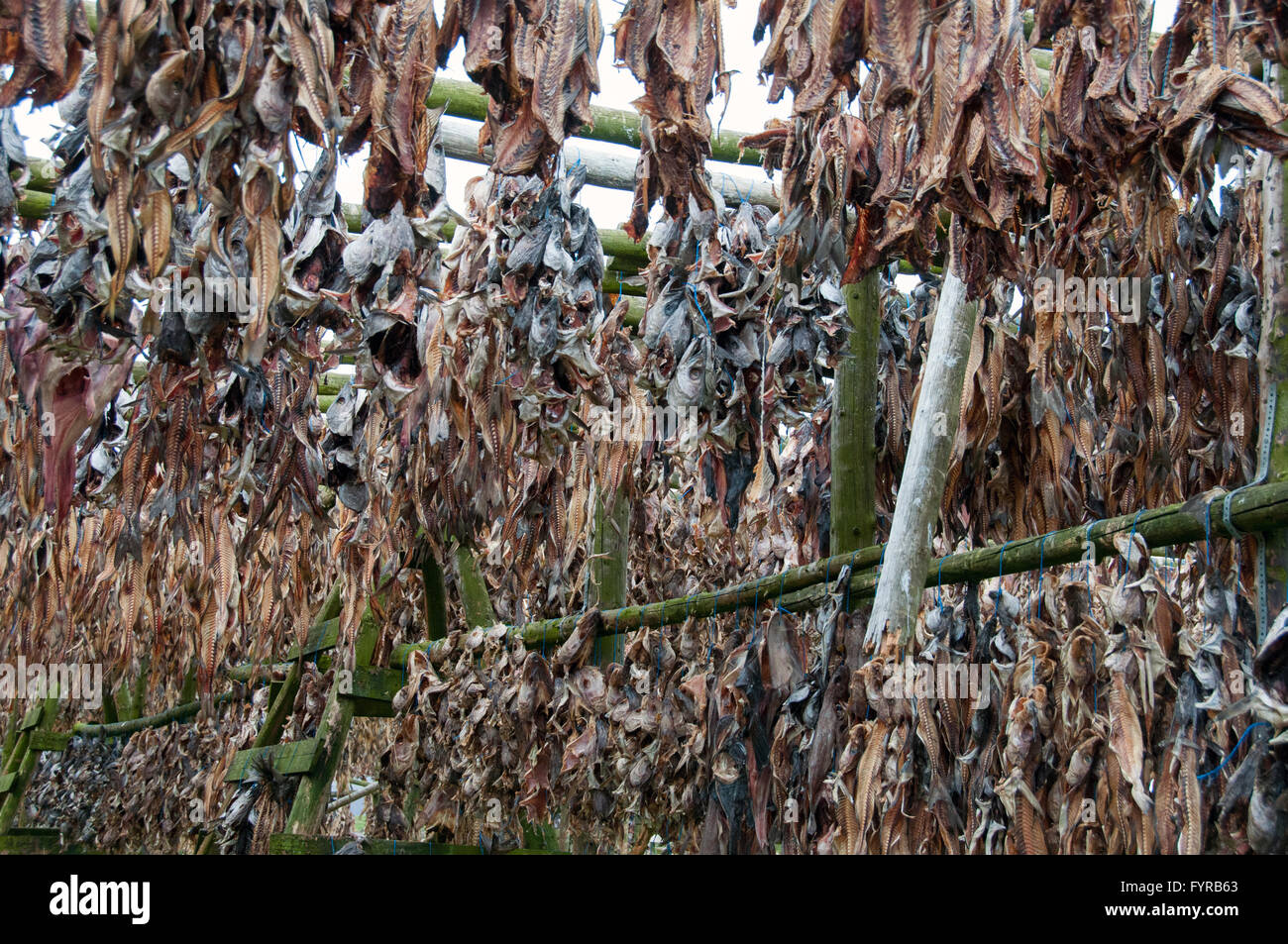 Fish drying outside Iceland Stock Photo - Alamy