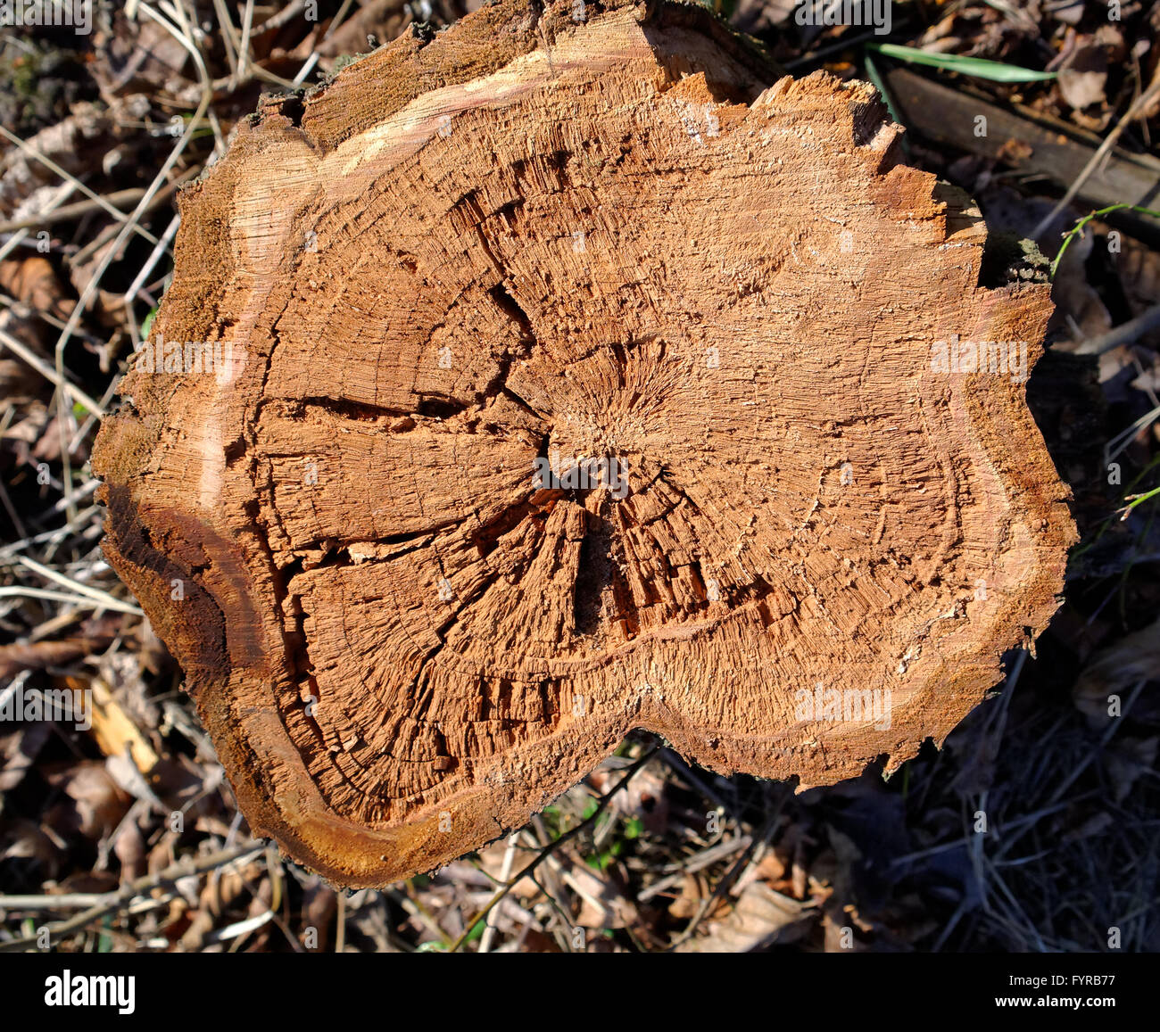 Illuminated tree trunk hi-res stock photography and images - Alamy