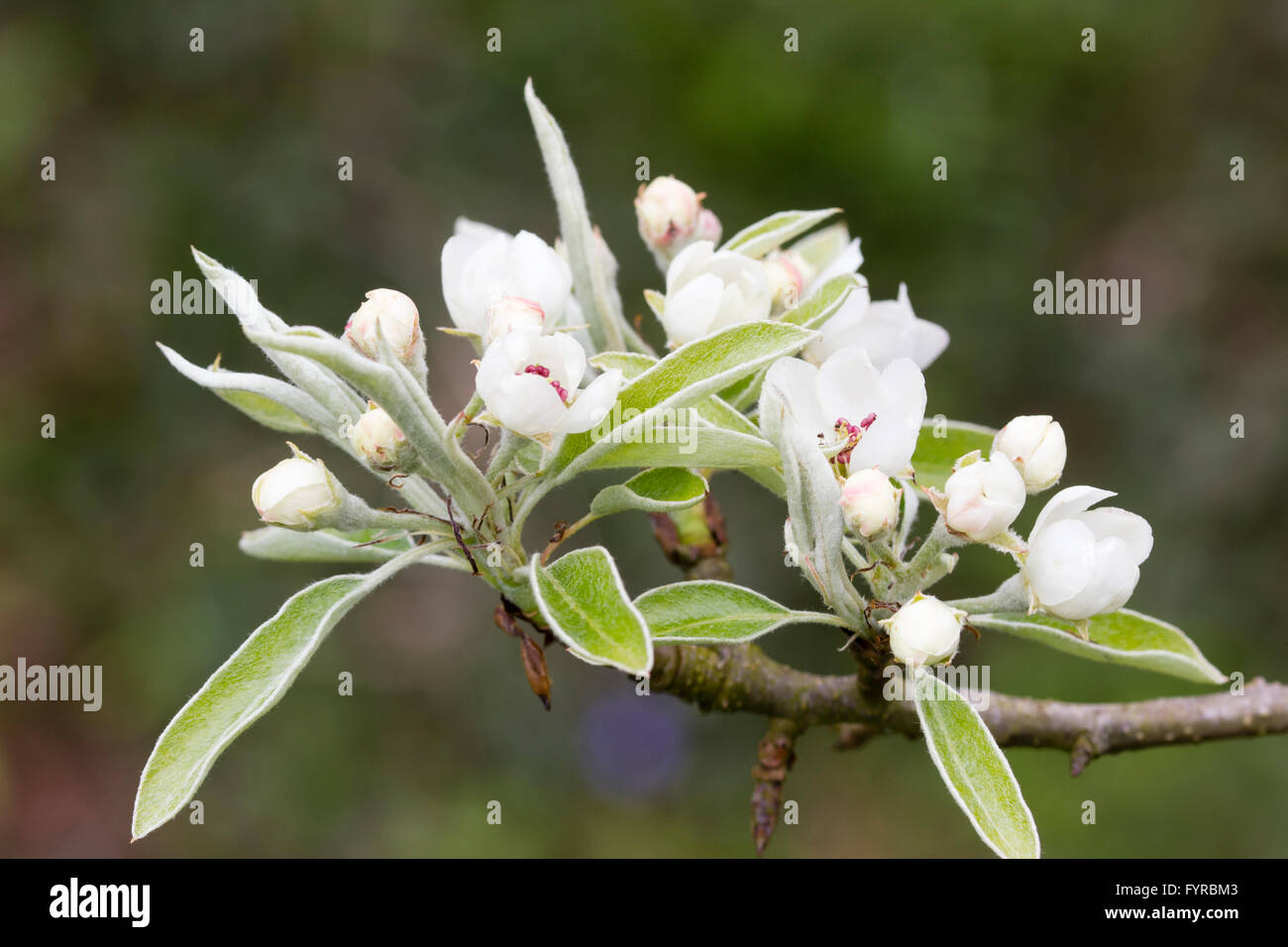 Mid Spring flowers and buds of the ornamental pear tree, Pyrus ...